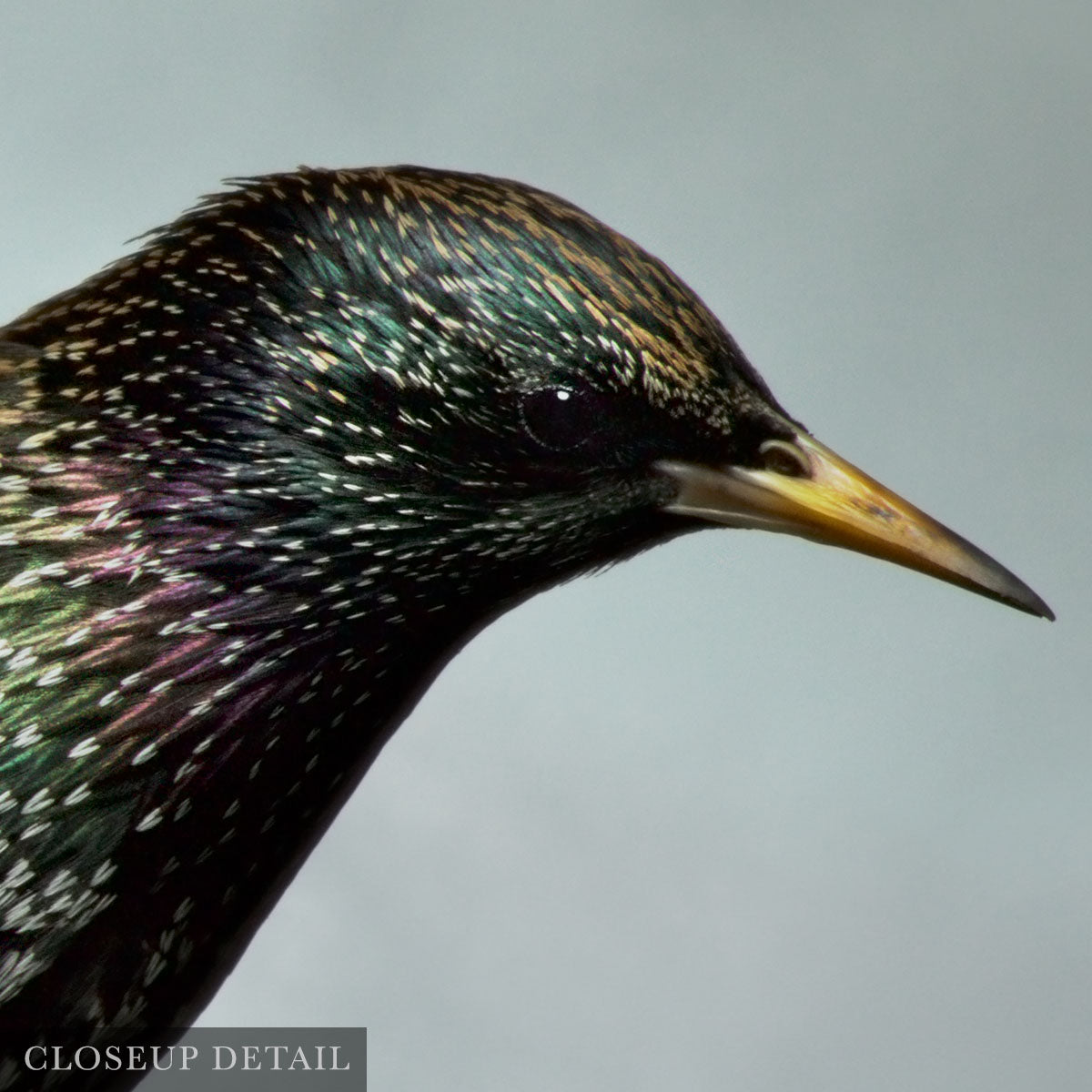 Starling – Mark Harvey Photography